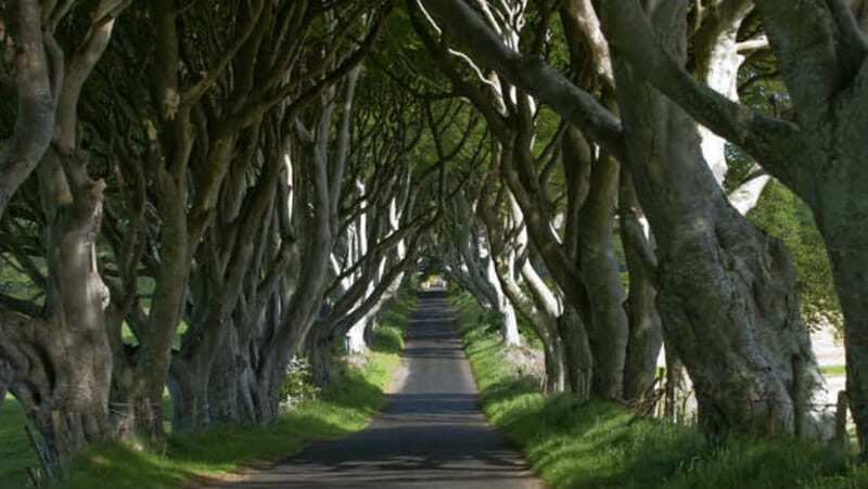 From Belfast: Giant's Causeway, Dunluce Castle & Dark Hedges - Transportation & Group Size