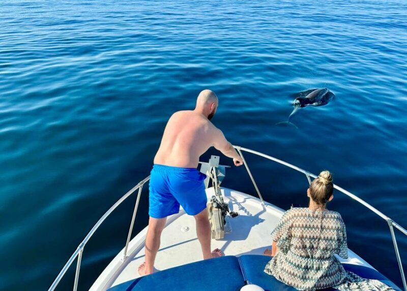 From Benalmádena & Torremolinos: Dolphin Watch Boat Trip - Practical Tips for Your Dolphin Watching Trip