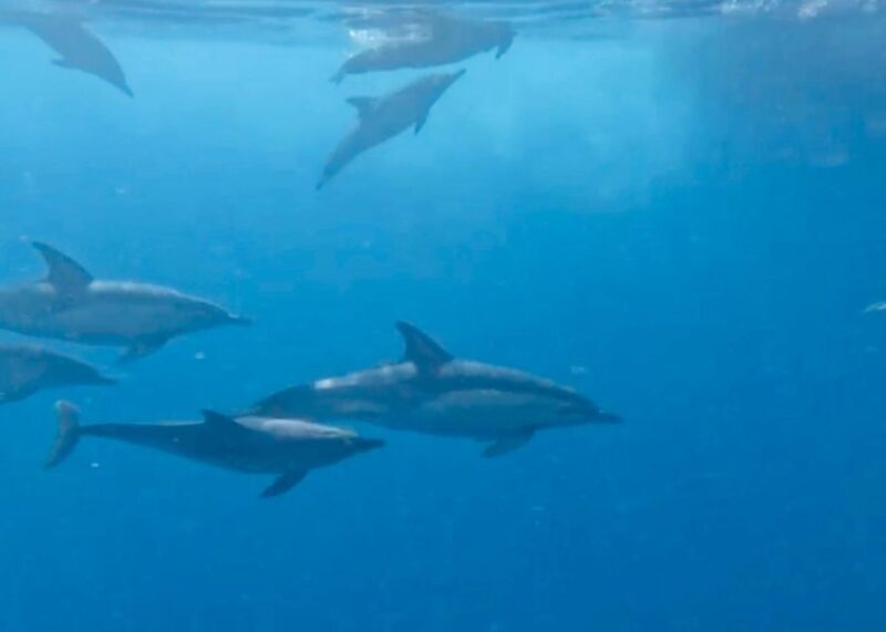 From Benalmádena & Torremolinos: Dolphin Watch Boat Trip - FAQs