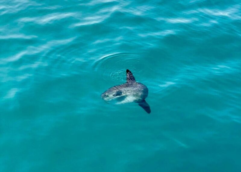 From Benalmádena & Torremolinos: Dolphin Watch Boat Trip - Final Thoughts