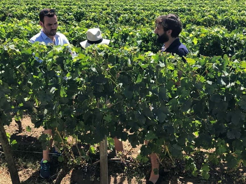 From Bordeaux: A day to visit the Medoc and Saint-Emilion - Key Points