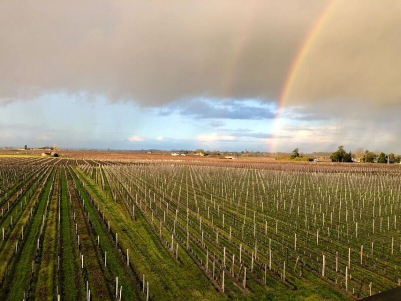 From Bordeaux: Half-Day Saint-Emilion Wine Tour - Who Will Love This Tour?  