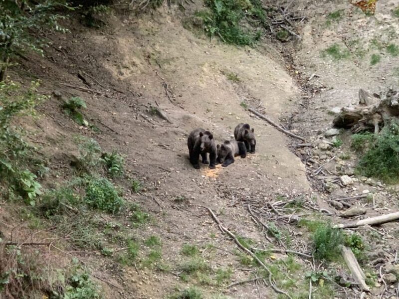 From Brasov: Bear Watching in the Wild ( 100 % ) - What to Expect from the Bear Watching Tour