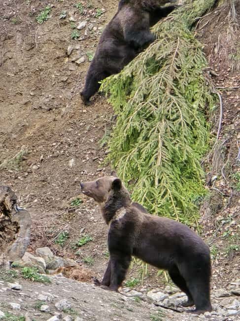 From Brasov: Bear Watching in the Wild ( 100 % ) - What Previous Travelers Say