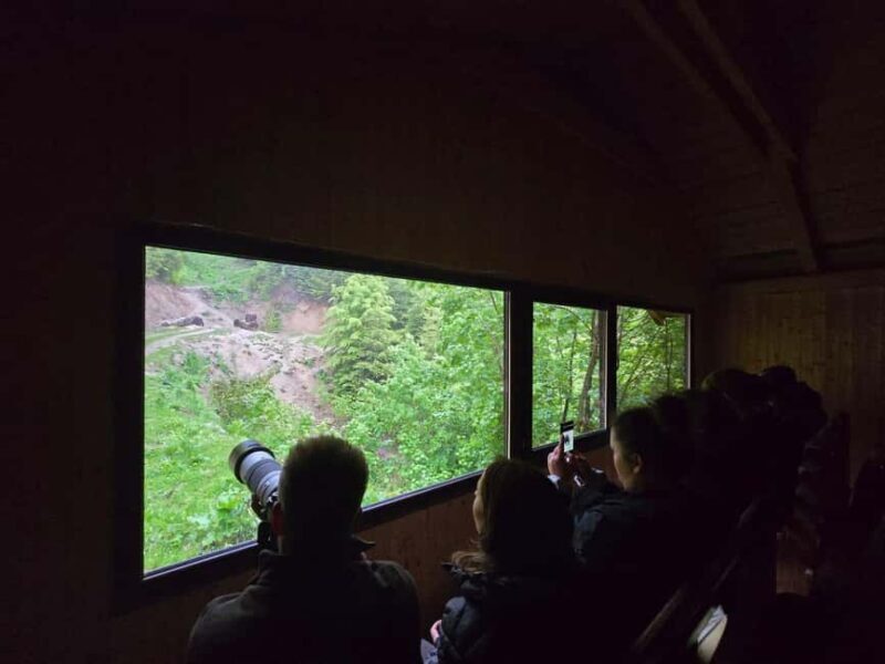From Brasov: Bear Watching in the Wild ( 100 % ) - FAQ