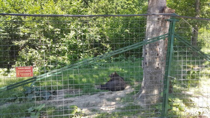 From Brasov: Libearty Bear Sanctuary Guided Tour - From Brasov: Libearty Bear Sanctuary Guided Tour — A Genuine Wildlife Experience in Transylvania