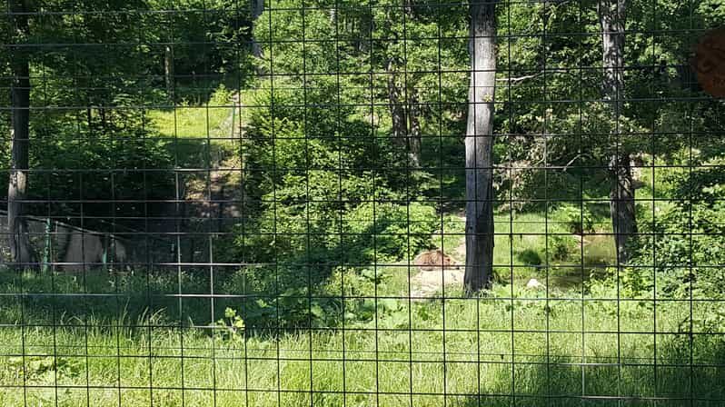 From Brasov: Libearty Bear Sanctuary Guided Tour - Who Will Love This Tour?