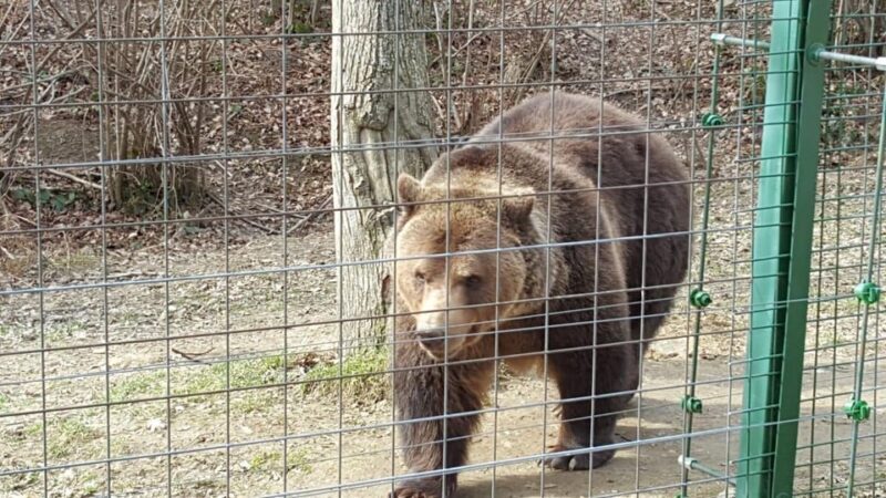 From Brasov: Libearty Bear Sanctuary Guided Tour - FAQs