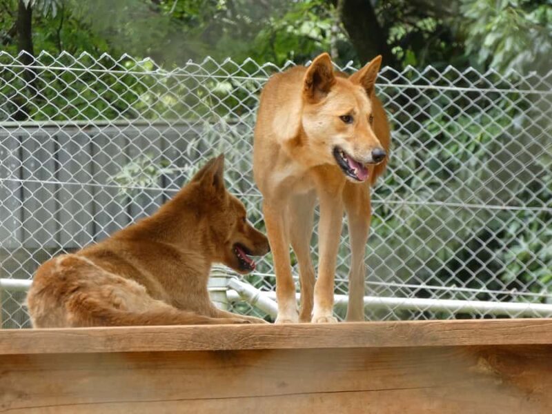 From Brisbane: Day Trip to Noosa, Glass House Mtns and Zoo - FAQ