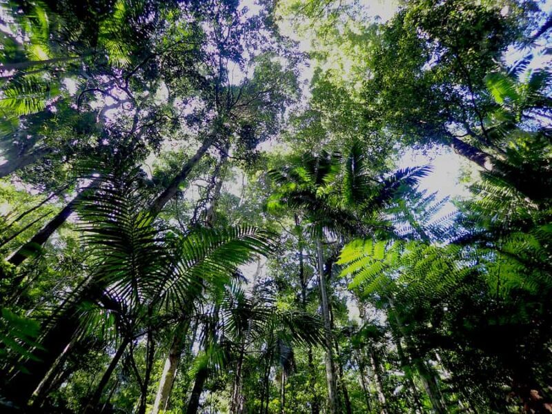 From Brisbane: Maiala Rainforest Private Tour - Who Will Love This Tour?