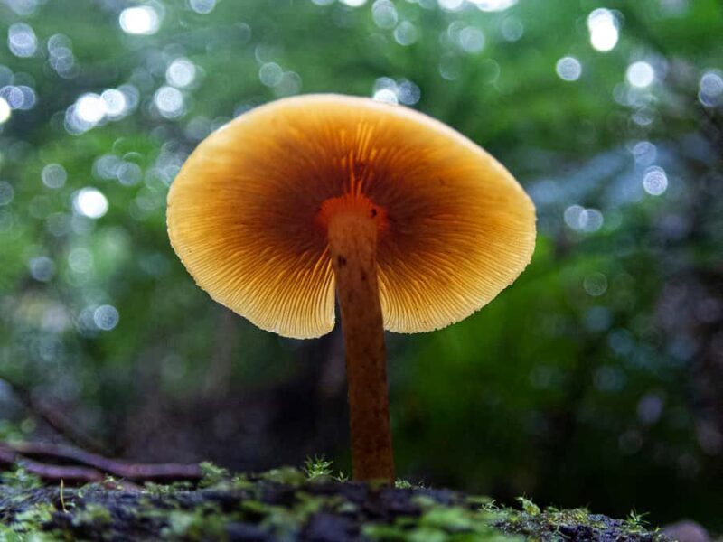 From Brisbane: Maiala Rainforest Private Tour - Final Thoughts