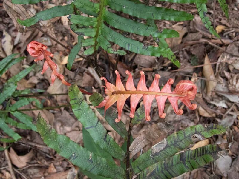 From Brisbane: Maiala Rainforest Private Tour - Frequently Asked Questions