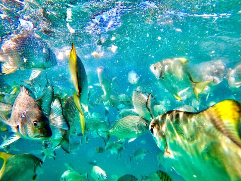 From Brisbane: Moreton Island Full-Day Trip - Key Points