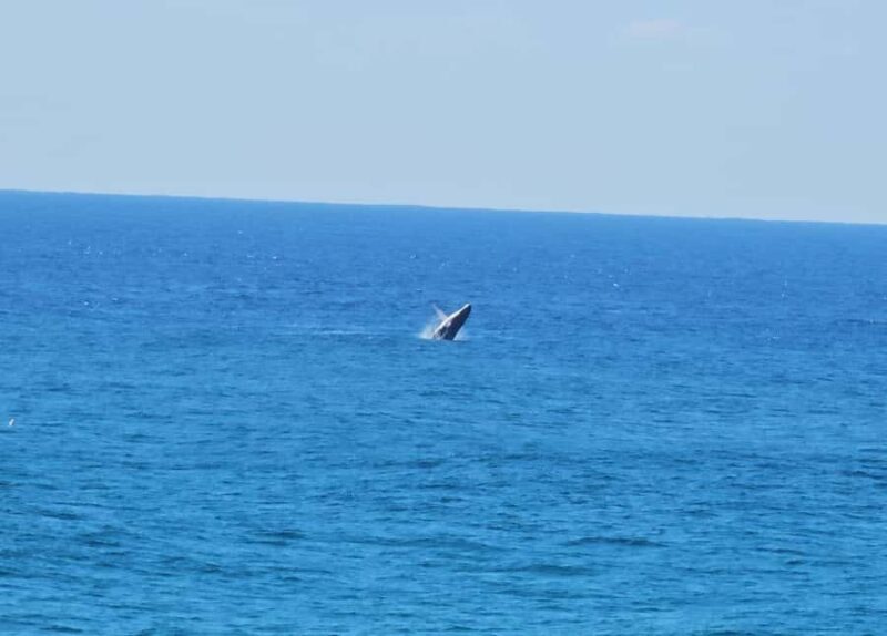 From Brisbane: North Stradbroke Island Wildlife Adventure - Practical Tips for Travelers