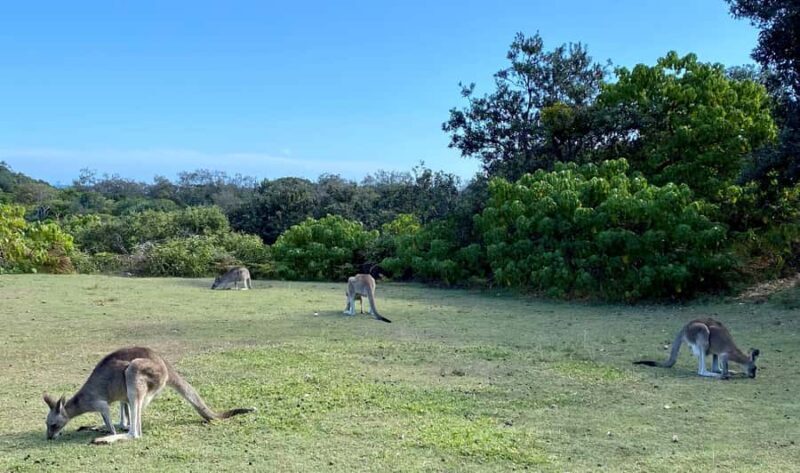 From Brisbane: North Stradbroke Island Wildlife Adventure - The Sum Up