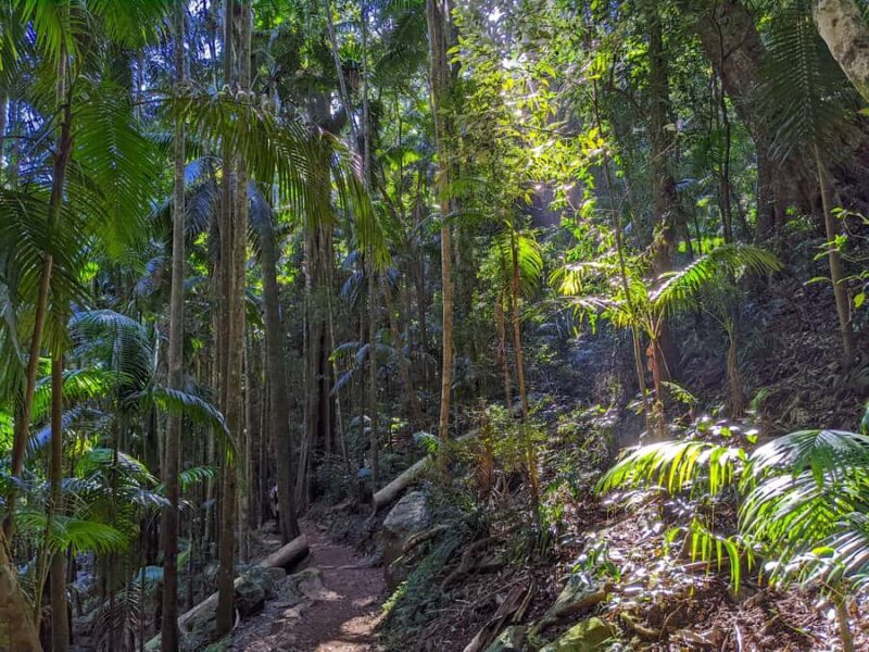 From Brisbane: Tamborine Mountain and Paradise Point Tour - Exploring Curtis Falls