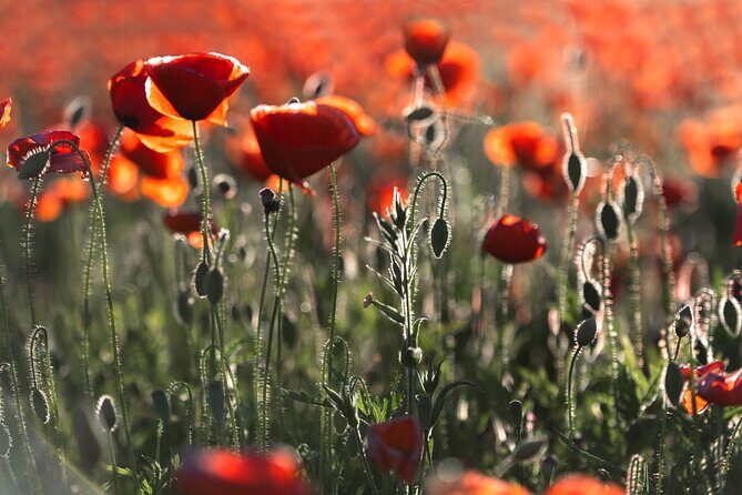 From Bruges: Private WW1 Flanders Fields Battlefield Day Trip - FAQs