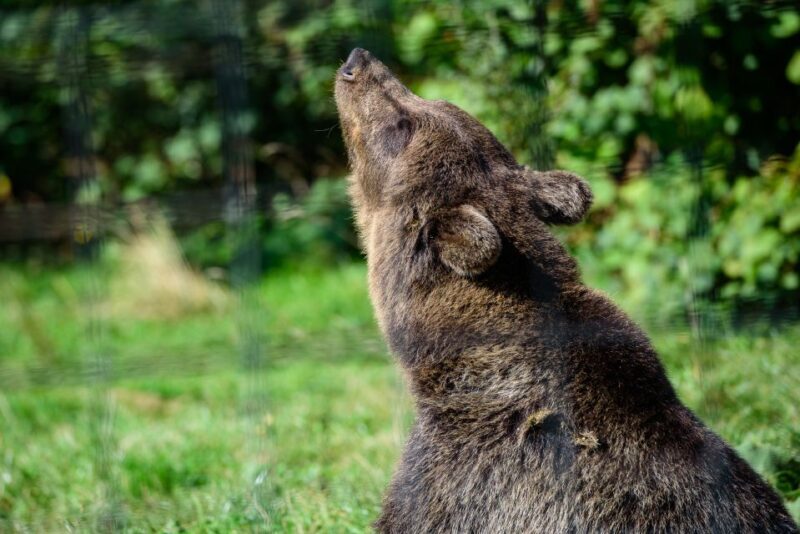 From Bucharest: Bear Sanctuary and Dracula Castle Day Tour - From Bucharest: Bear Sanctuary and Dracula Castle Day Tour