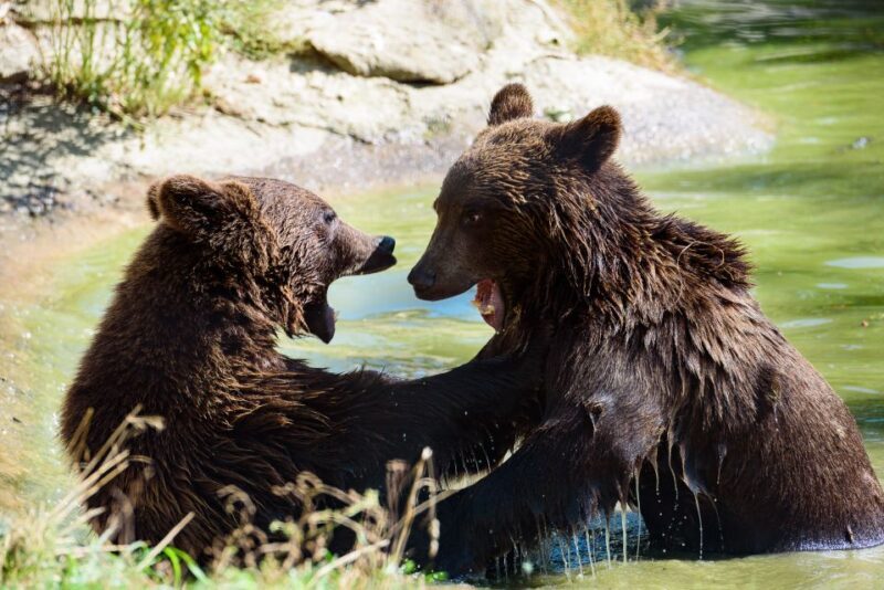 From Bucharest: Bear Sanctuary and Dracula Castle Day Tour - FAQ