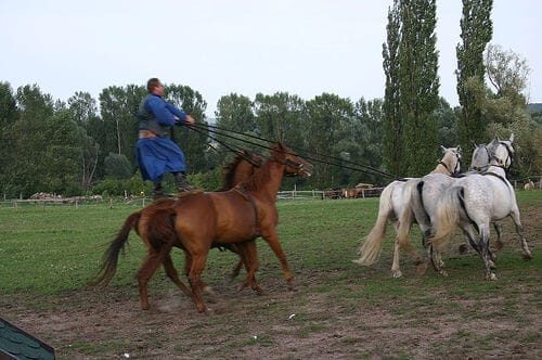 From Budapest: Puszta Horse Show and Countryside Visit - Who is This Tour Best For?