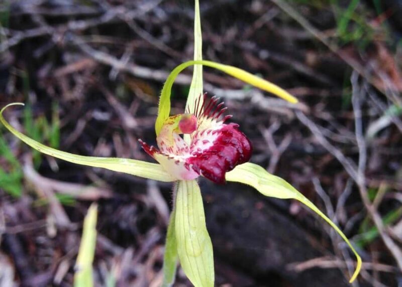 From Busselton: Half-Day Coastal and Wildlife Eco Tour - Who Should Book This Tour?
