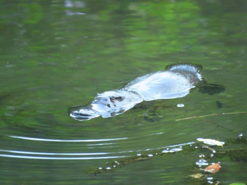 From Byron Bay: Platypus Spotting Walk - The Experience in Detail