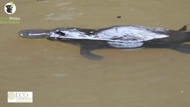 From Byron Bay: Platypus Spotting Walk - Who Will Love This Experience?