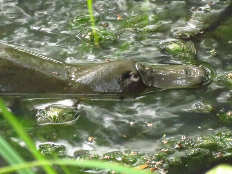 From Byron Bay: Platypus Spotting Walk - Summing Up