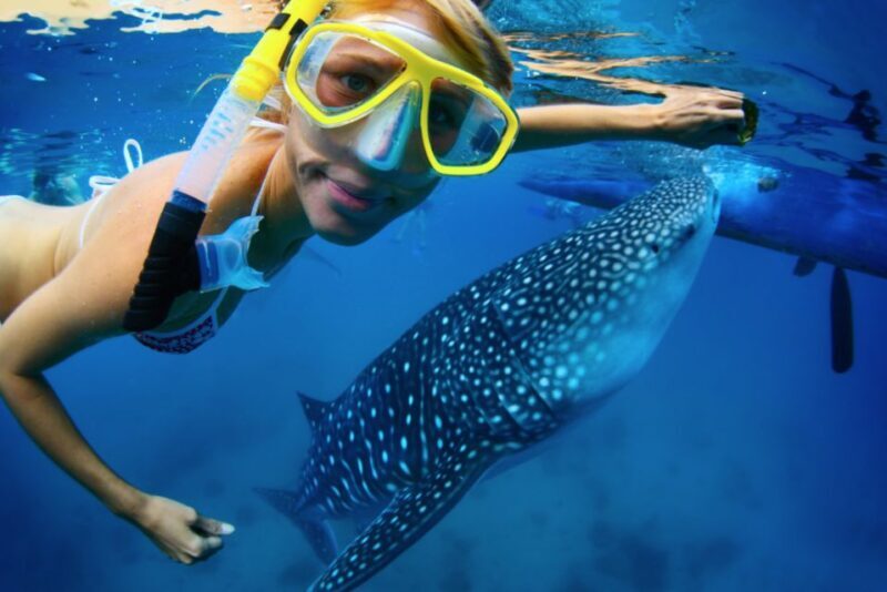 From Cabo: Snorkel with Whale Sharks in La Paz - Considerations Before Booking