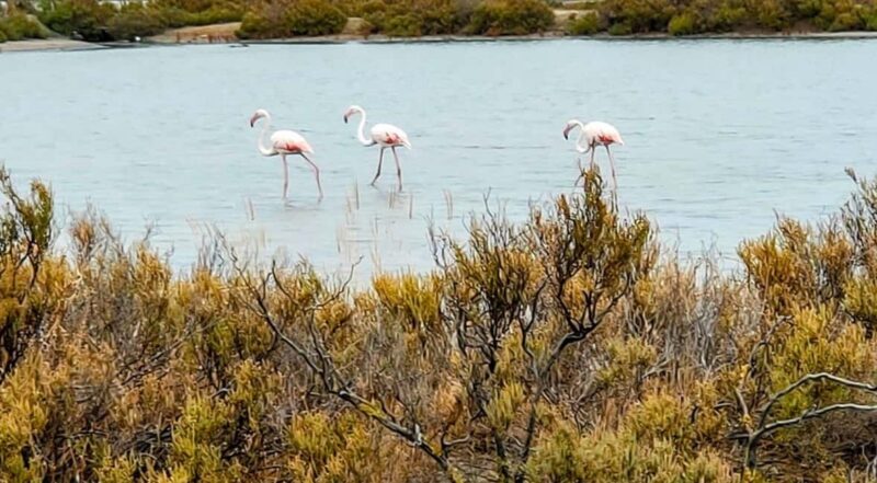 From Cagliari: Chia Beaches Tour with van - What Reviewers Say