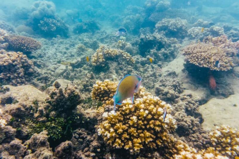 From Cairns: Green Island Full-Day Cruise - Key Points