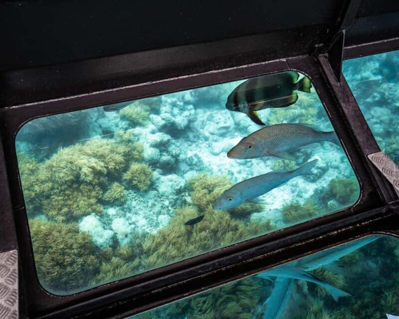 From Cairns: Green Island Half-Day Morning Cruise - Who Should Consider This Tour?