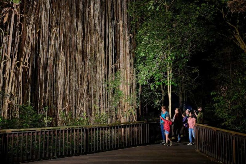 From Cairns: Rainforest & Nocturnal Wildlife Tour - The Value of This Tour for Travelers