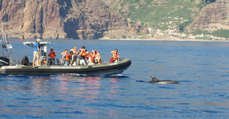 From Calheta: Madeira Whale and Dolphin Watching Boat Tour - An Authentic Look at the Madeira Whale and Dolphin Watching Tour