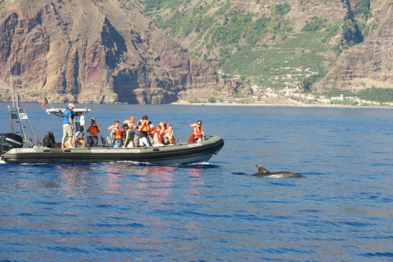 From Calheta: Madeira Whale and Dolphin Watching Boat Tour - The Sum Up