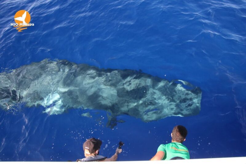 From Calheta: Whale and Dolphin Watching RIB Boat Tour - Who Will Love This Tour?