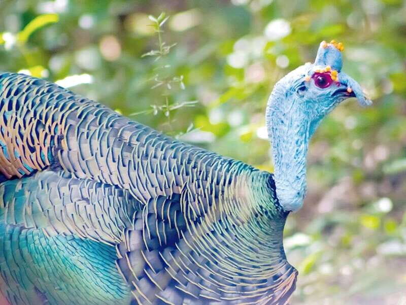 From Campeche: Calakmul Guided Nature and History Day Trip - The Sum Up