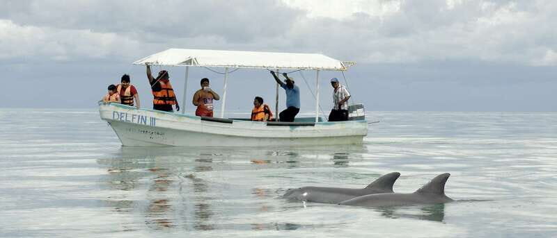 From Campeche: Isla Aguada Dolphin Encounter Tour - The Sum Up