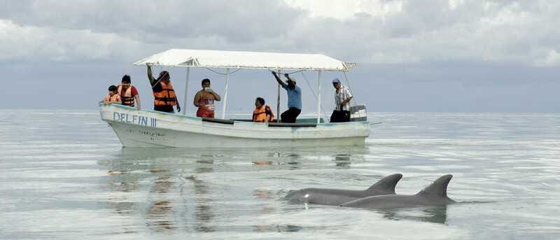From Campeche: Isla Aguada Dolphin Encounter Tour - Frequently Asked Questions