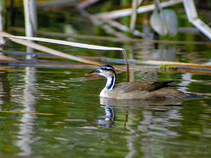 From Campeche: Mamantel River Tour - An In-Depth Look at the Mamantel River Tour