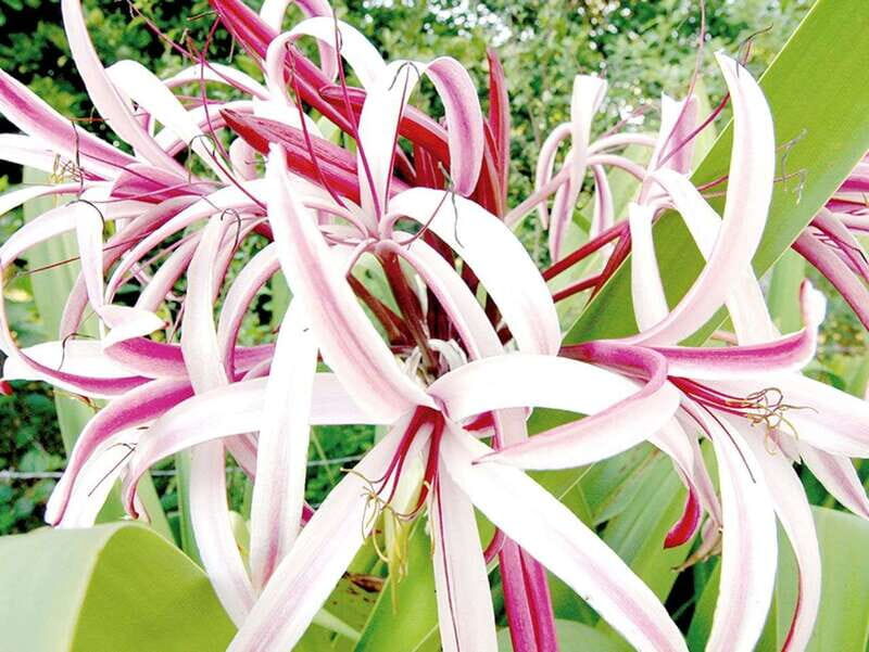 From Campeche: Miguel Colorado Cenotes Tour - Practical Tips for Your Day Out