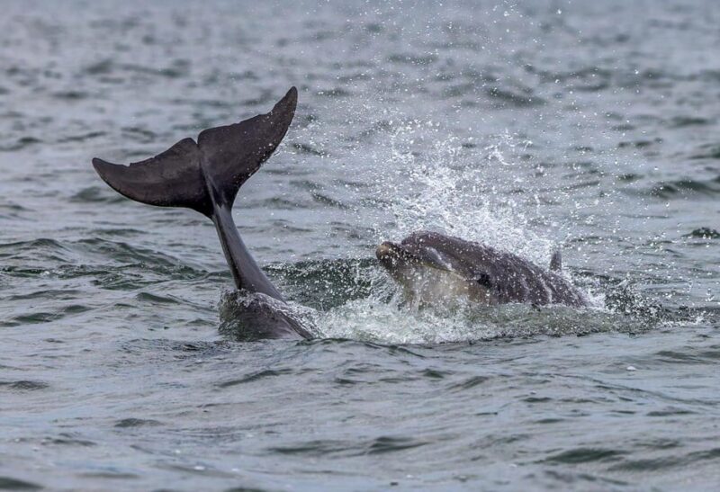 From Can Picafort: Dolphin Watching and Cave Boat Trip - FAQs