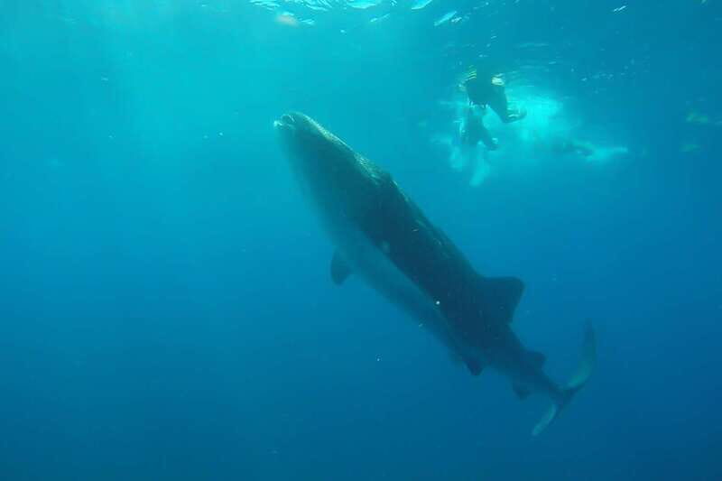 From Cancún: Half-Day Snorkeling with Whale Sharks - What to Expect from the Tour