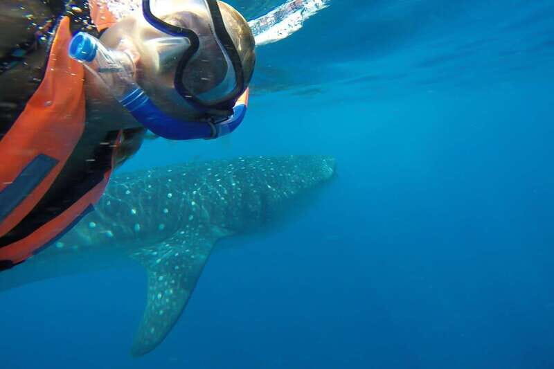 From Cancún: Half-Day Snorkeling with Whale Sharks - FAQ