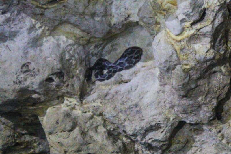From Cancun: Kantemó Snake Cavern Adventure - Key Points