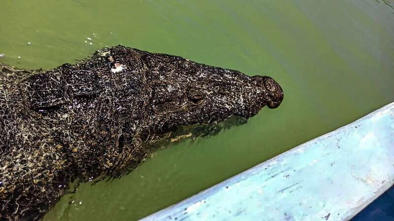 From Cancún: Rio Lagartos & Las Coloradas Day Trip & Lunch - Who Would Enjoy This Tour?