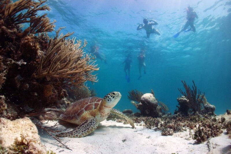 From Cancun: Tulum and Akumal Cenote and Turtle Swim Tour - FAQs