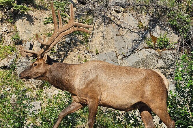 From Canmore/Banff: Columbia Icefield Skywalk Peyto Private Tour - Key Points