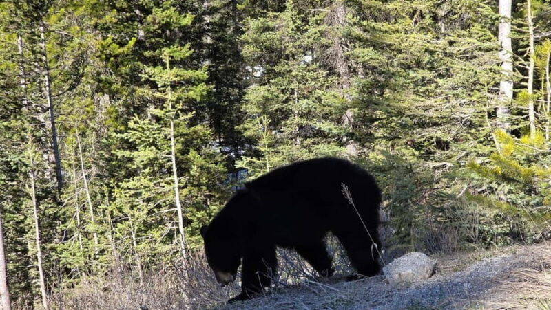 From Canmore/Banff:Moraine Lake & Lake Louise 1.5h per lake - Who Should Book This Tour?