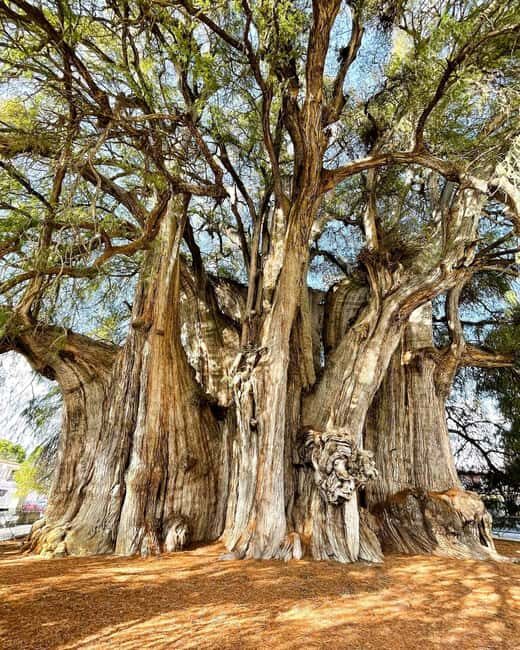 FROM CDMX: Queretaro, Guanajuato, San Luis Potosi, Zacatecas, Guadalajara - FAQ